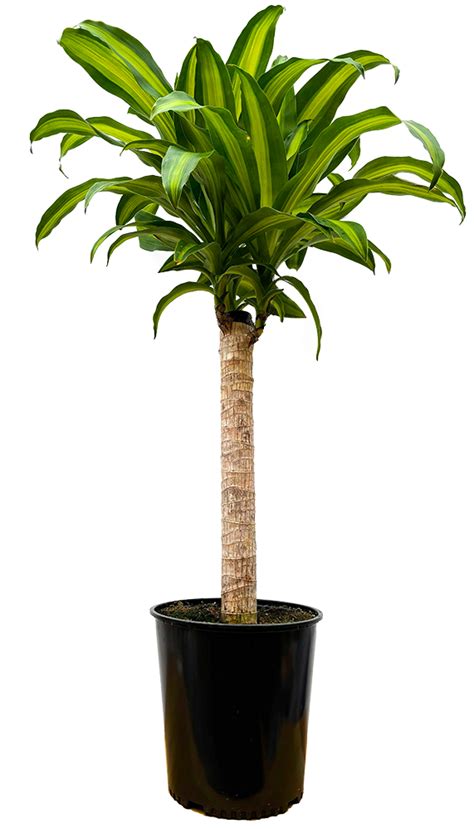 Dracaena Fragrans Mass Cane 10 Pot Easy Care Houseplant Plantsome