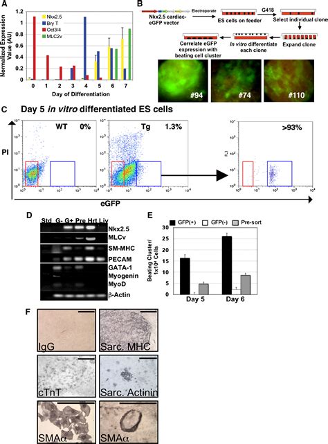 Developmental Origin Of A Bipotential Myocardial And Smooth Muscle Cell Precursor In The