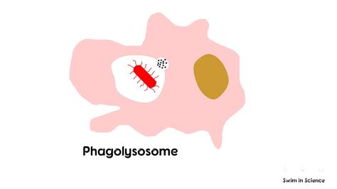 Phagocytosis Intracellular Pathogen Killing Opsonization Macrophage Youtube
