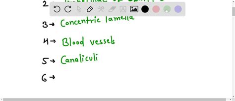 Solved Identify The Microanatomy Histology Of Bone