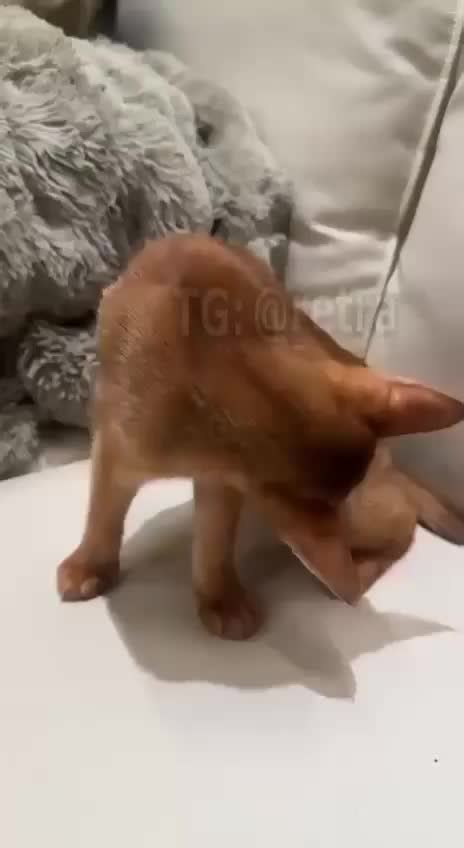 Deactivation Mode Album On Imgur