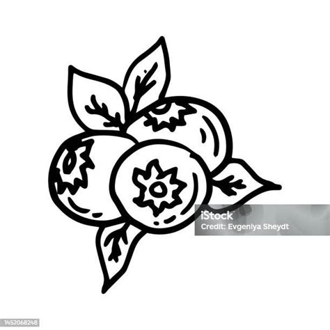 낙서 스타일의 블루 베리 베리 벡터 선형 그림 흰색 배경에 격리된 요소는 포장 메뉴 인쇄 포스터 아이콘 스티커 카드 디자인을 위한 것입니다 검은색에 대한 스톡 벡터 아트 및