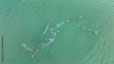 Bowhead Whales Scientifically Referred To As Balaena Mysticetus Glide