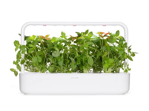 Lemon Basil Plant Pods For Click And Grow Indoor Herb Gardens
