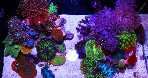Fluval Sea Evo Aquarium Kit 135 Complete Aio Reef Tank