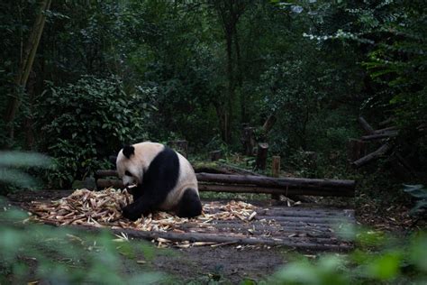 Apply Vs Map Vs Applymap In Pandas Towards Data Science