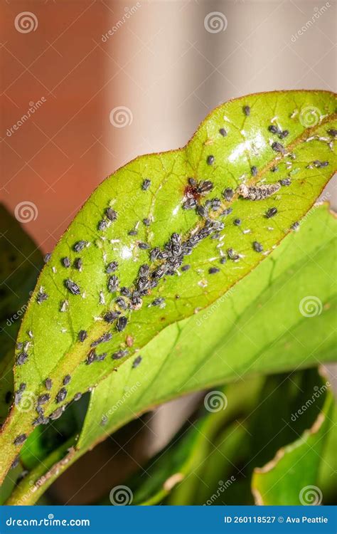 Aphids Feeding On An Apple Tree Leaf Royalty Free Stock Image