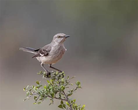 Northern Mockingbird Facts Diet Habitat And Pictures On Animaliabio