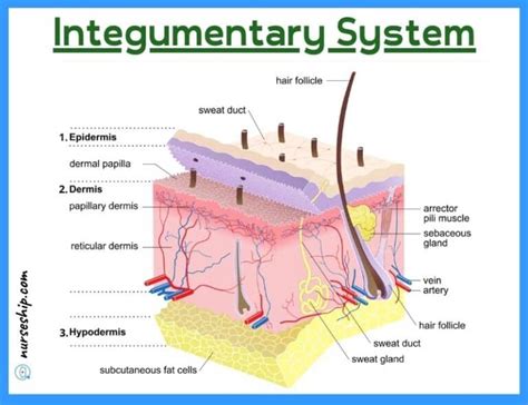 Accessory Structures Of The Skin Anatomy And Physiology Of The Integumentary System Nurseship