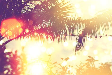 일몰에 코코넛 야자수 배경흐린 빛 보케 야외 레스토랑에서 보케 장식이있는 노란색 문자열 조명 바에 대한 스톡 사진 및 기타 이미지 Istock