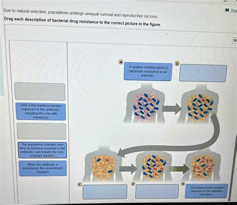Solved Rev Due To Natural Selection Populations Undergo Unequal