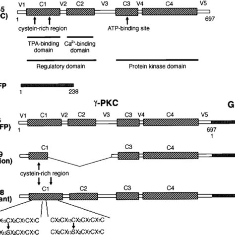 Constructs Of γ Pkcgfp Fusion Protein And Its Mutants Bs 186 Was A