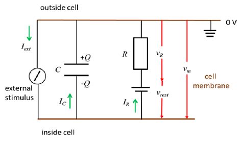 RC Circuit Model Of The Nerve Cell Membrane Used In The LIF Model Download Scientific Diagram