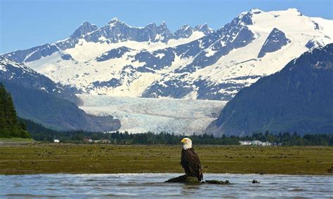 Mendenhall Glacier A Captivating Wonder Bald Eagle In Alaska Juneau