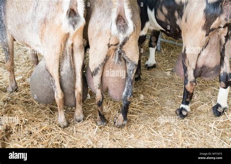 Melkendes Euter Fotos Und Bildmaterial In Hoher Auflösung Alamy