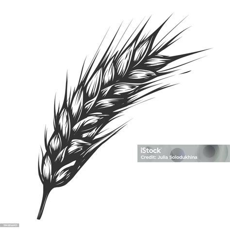 밀 빵 귀 시리얼 작물 스케치입니다 밀 보리 및 곡물 맥아 맥주나 위스키의 생산 공정 양조장이 있는 포스터용 벡터 빈티지 새겨진 그림입니다 손으로 그린 디자인 요소 가라지에