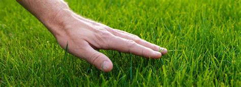 5 Must Know Tips For Choosing A Lawn Fertilization Company Utah Lawn