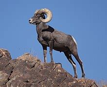 Scouting In Arizona Wikipedia