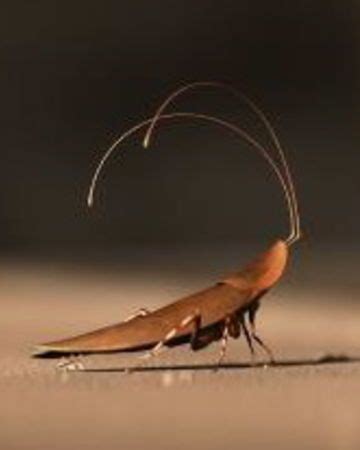 Hal The Cockroach From Wall•e Insects That Look Like Cockroaches