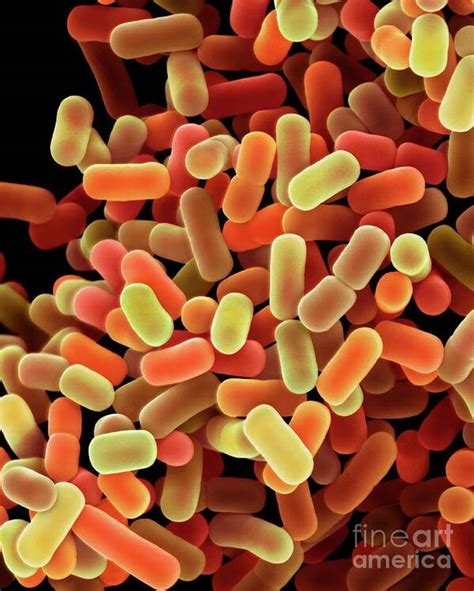 Lactobacillus Plantarum Bacteria Poster By Dennis Kunkel Microscopy
