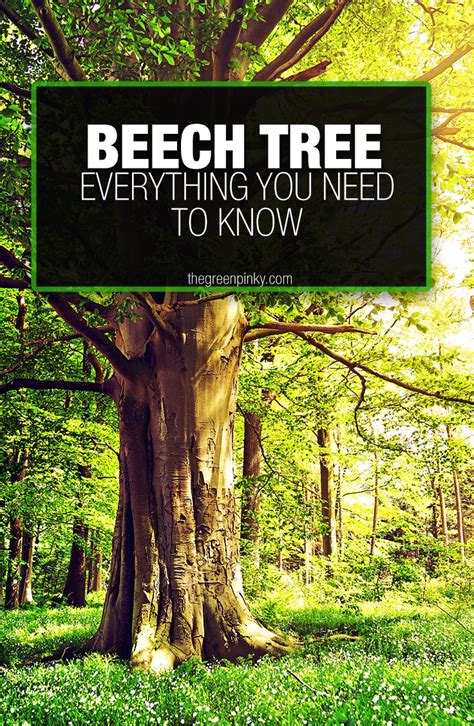 How To Care For Beech Trees — Our Guide With Tips That Work