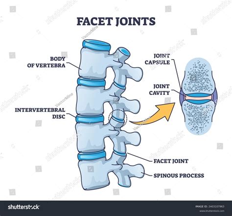 Facet Joints Anatomy Bone Capsule Cavity Stock Vector Royalty Free 2403107963 Shutterstock