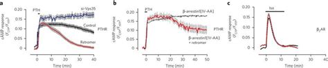 Modulation Of Pthr Signaling By Retromer Ab Averaged Camp Response