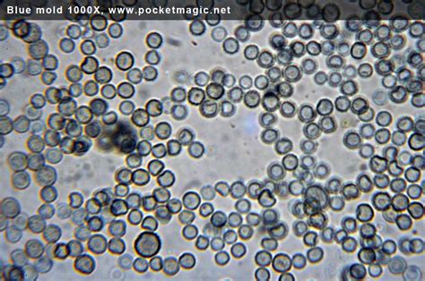 Mold Under Microscope