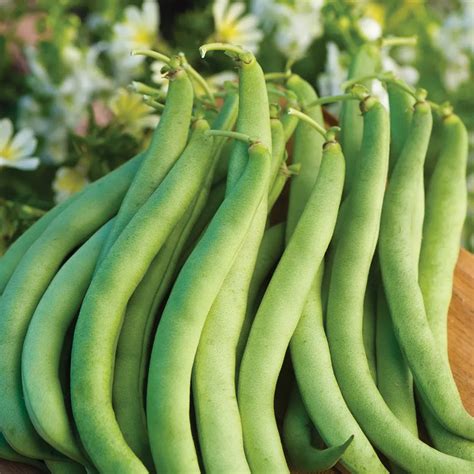 Bean Bush Stringless Green Pod Haiyiplants