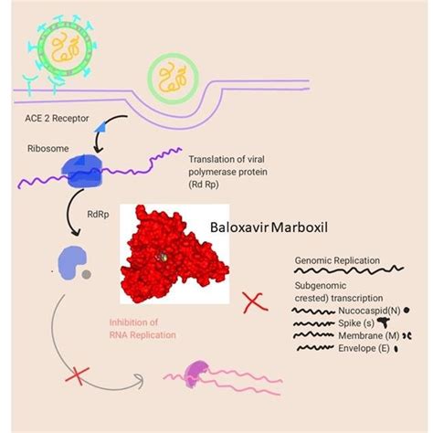 Ligand Interaction Of Laninamivir Octanoate With The Binding Sit Of Download Scientific Diagram