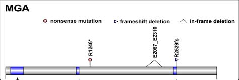 Structure Of Mga And Mutation Locations In Chronic Lymphocytic Leukemia