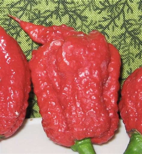 Carolina Reaper Chilli Seeds Buy Extreme Chilli Seeds Online