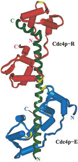 A Proposed Model Of Interallelic Complementation In Which Two Cdc4p