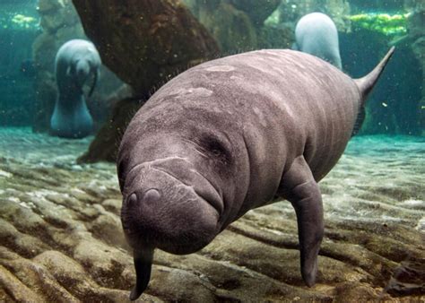 Heres A New Sex Thing To Try A Manatee Mating Ball