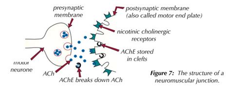 Neuromuscular Junctions And Drugs At Synapses Flashcards Quizlet