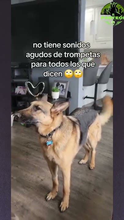 Perrito Se Vuelve Viral Por Su Reacción A Canción De Los Temerarios