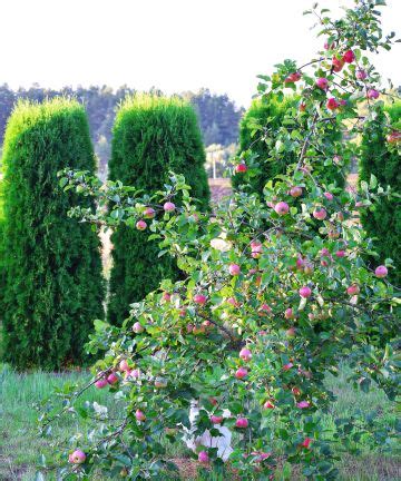 How To Prune Apple Trees Must Know Advice For How And When Gardeningetc