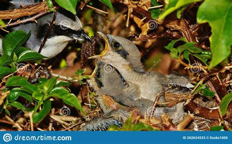 Loggerhead Shrike Feeding Its Nestling Stock Image Image Of Shrike Shrikes 262624533