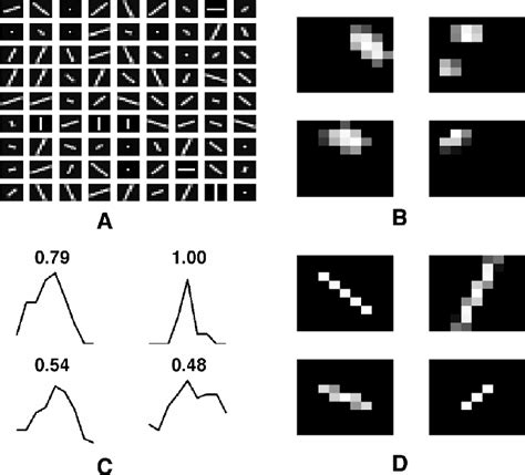 Figure 2 From How Is Development Of Cortical Maps In V1 Coordinated