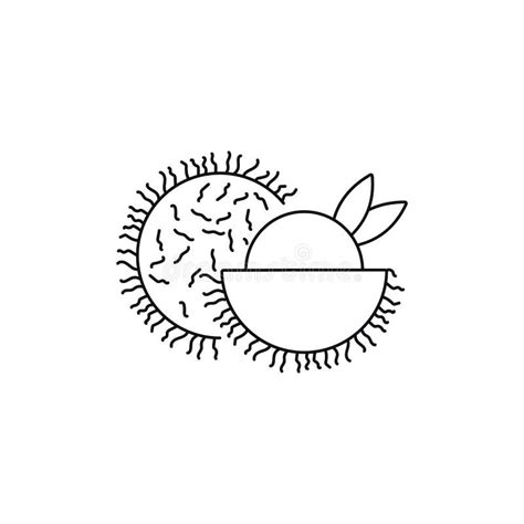 Rambutan Icon Linear Isolated Illustration Thin Line Stock