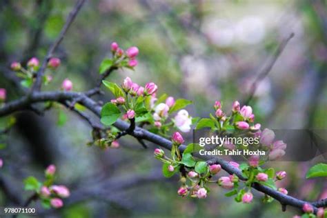 Behari Photos And Premium High Res Pictures Getty Images