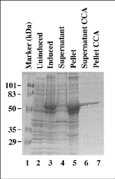 Recovery Of Soluble Recombinant Cca Adding Enzyme From Inclusion Download Scientific Diagram
