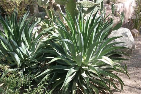 Water Efficient Plants Guide