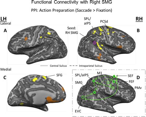Intraparietal Sulcus Location
