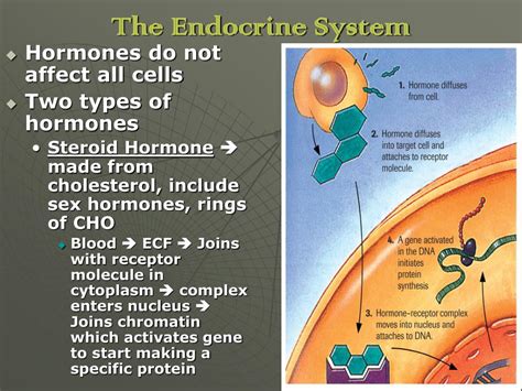 Ppt Homeostasis Endocrine System Powerpoint Presentation Free