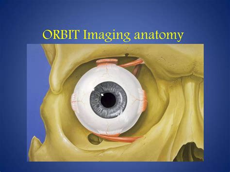Orbit Imaging Anatomy Pptx