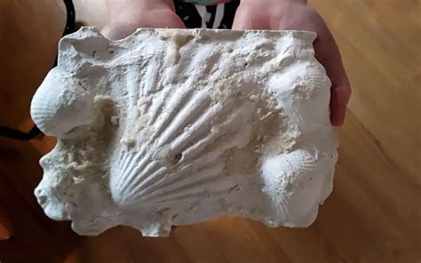 Fossils Y Science Topic Hands On Education