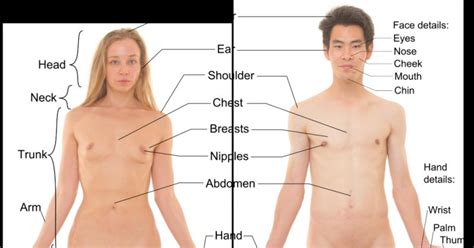 Human Sexual Dimorphism