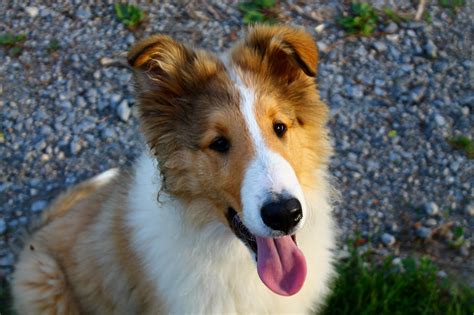 Rough Collie Mix Puppies