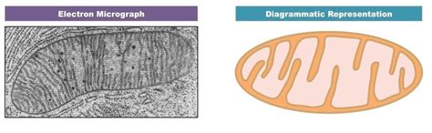 Mitochondrion Diagram Quizlet